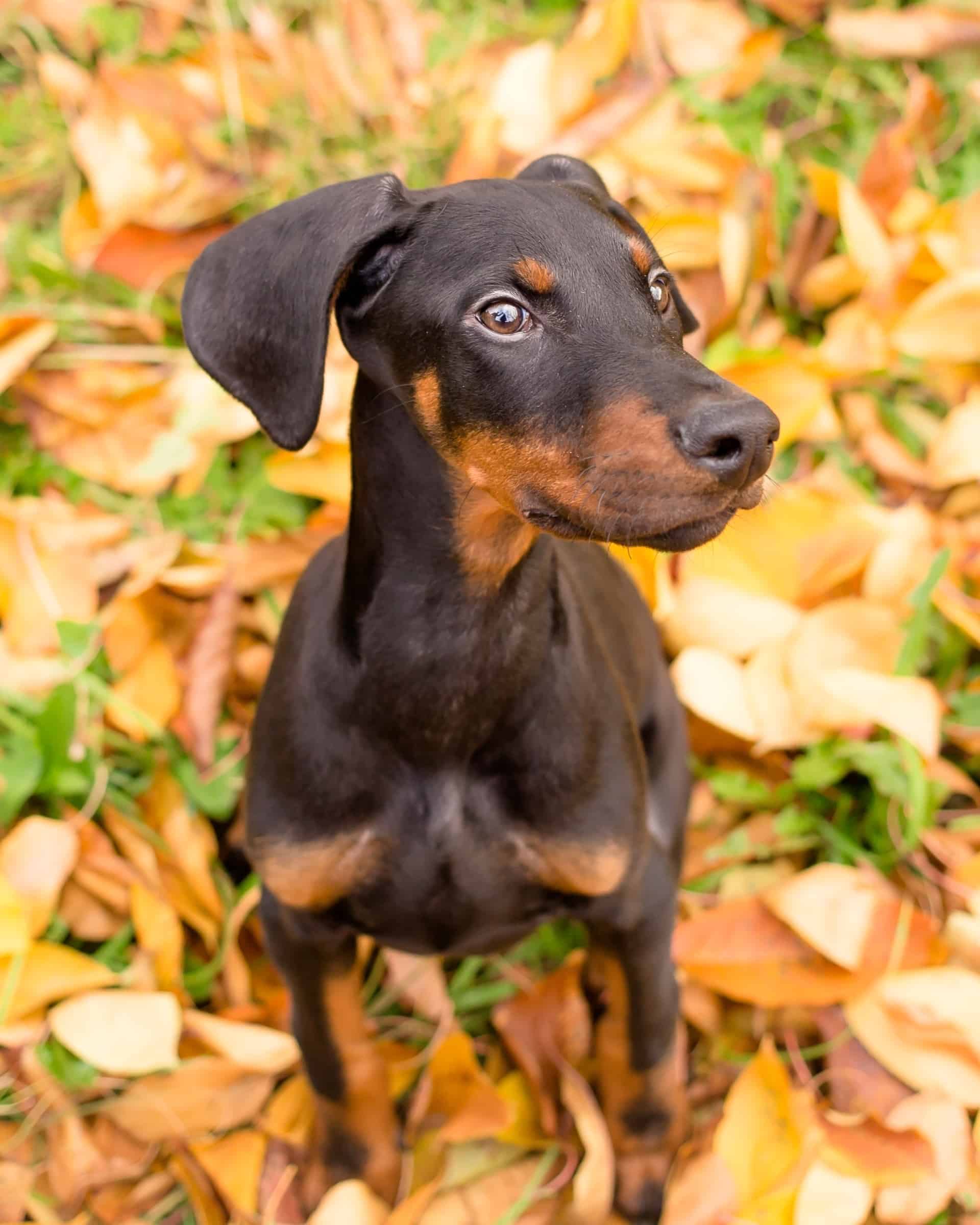 Doberman Growth & Weight Chart (Complete Guide)