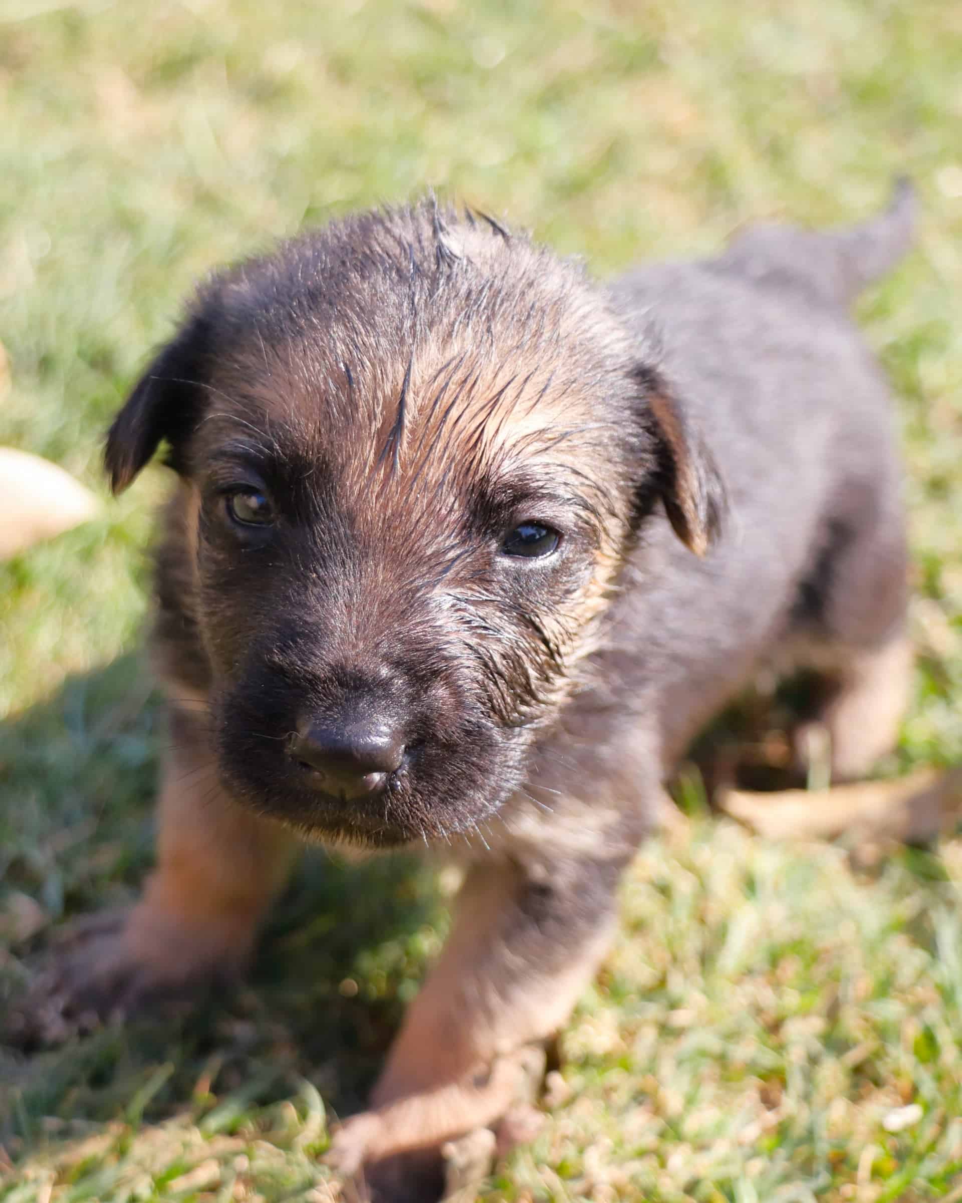 German Shepherd Growth Chart (Size & Weight Chart)