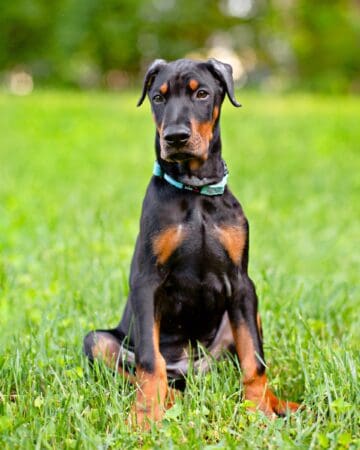 Doberman Growth & Weight Chart (Complete Guide)