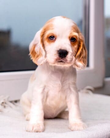 Cocker Spaniel Growth & Weight Chart (Complete Guide)