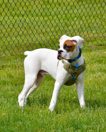 Boxer Dog Growth & Weight Chart (Complete Guide)