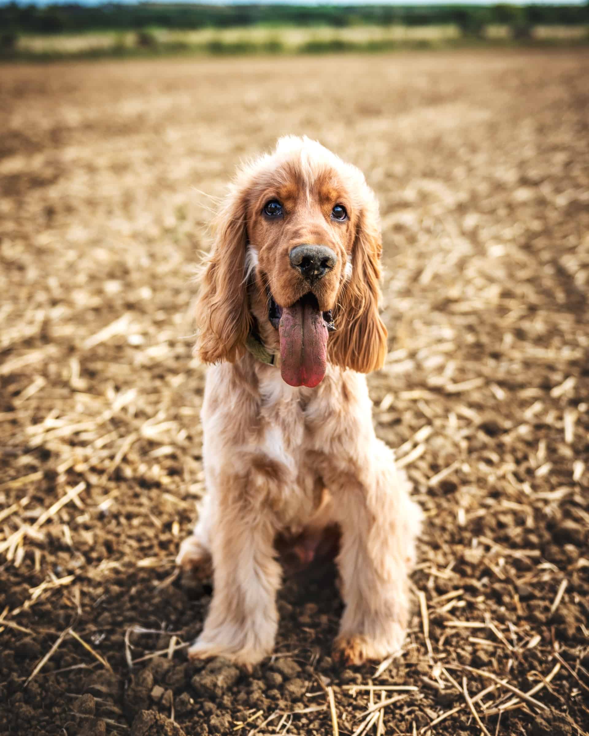 Cocker Spaniel Growth & Weight Chart (Complete Guide)