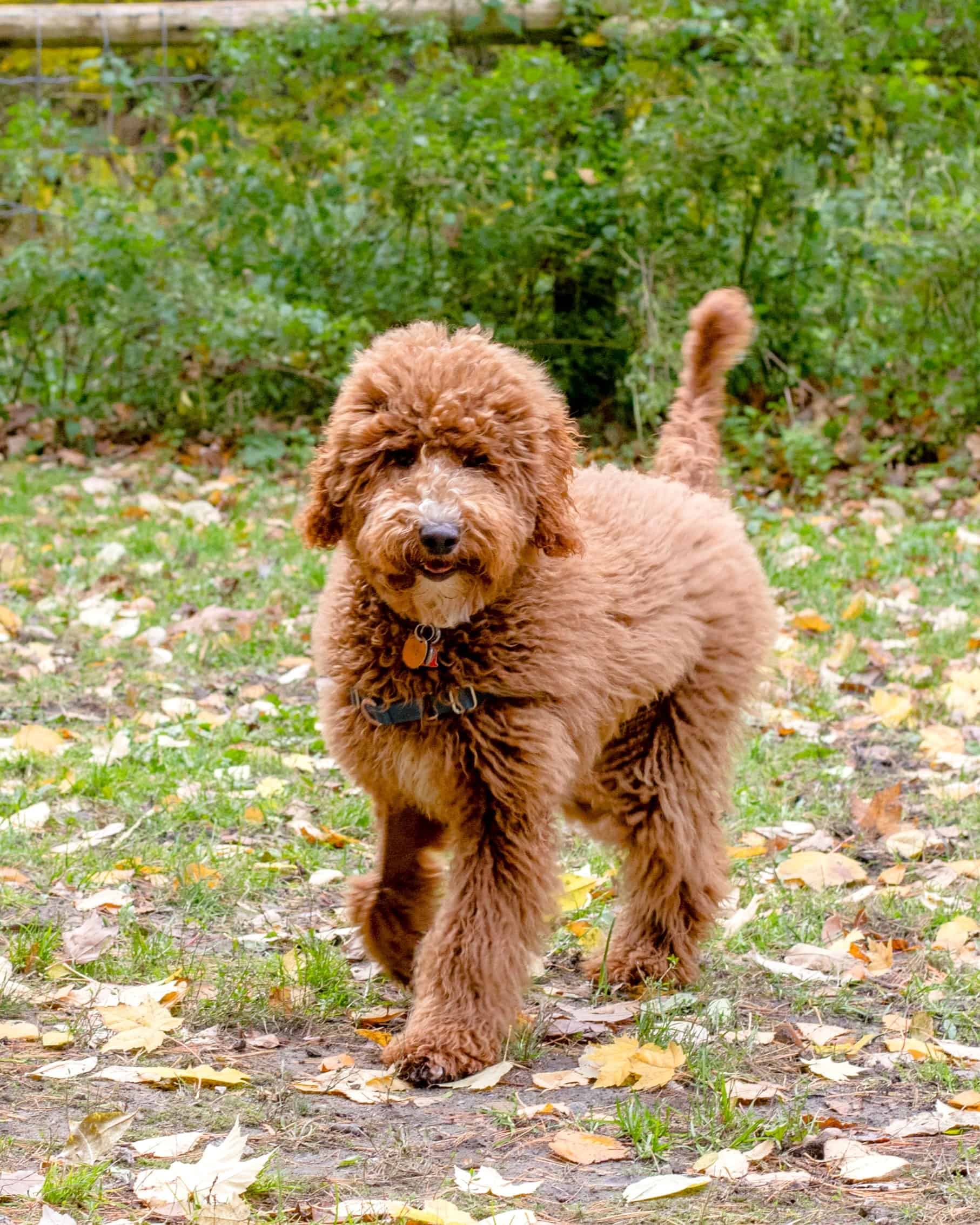 Goldendoodle Growth & Weight Chart (Complete Guide)