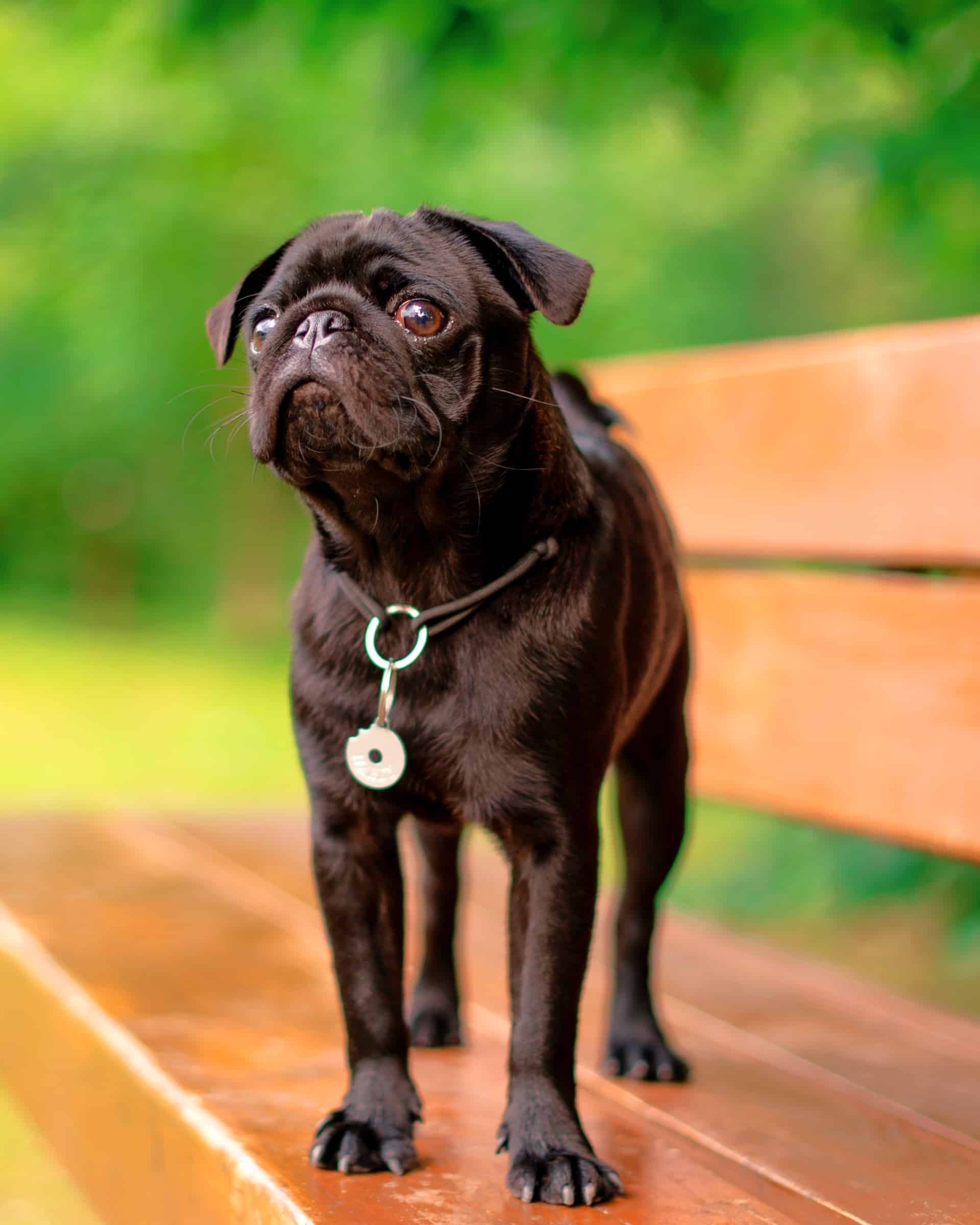 Pug Growth Chart (Size & Weight Chart) - Happy Dog Breeds