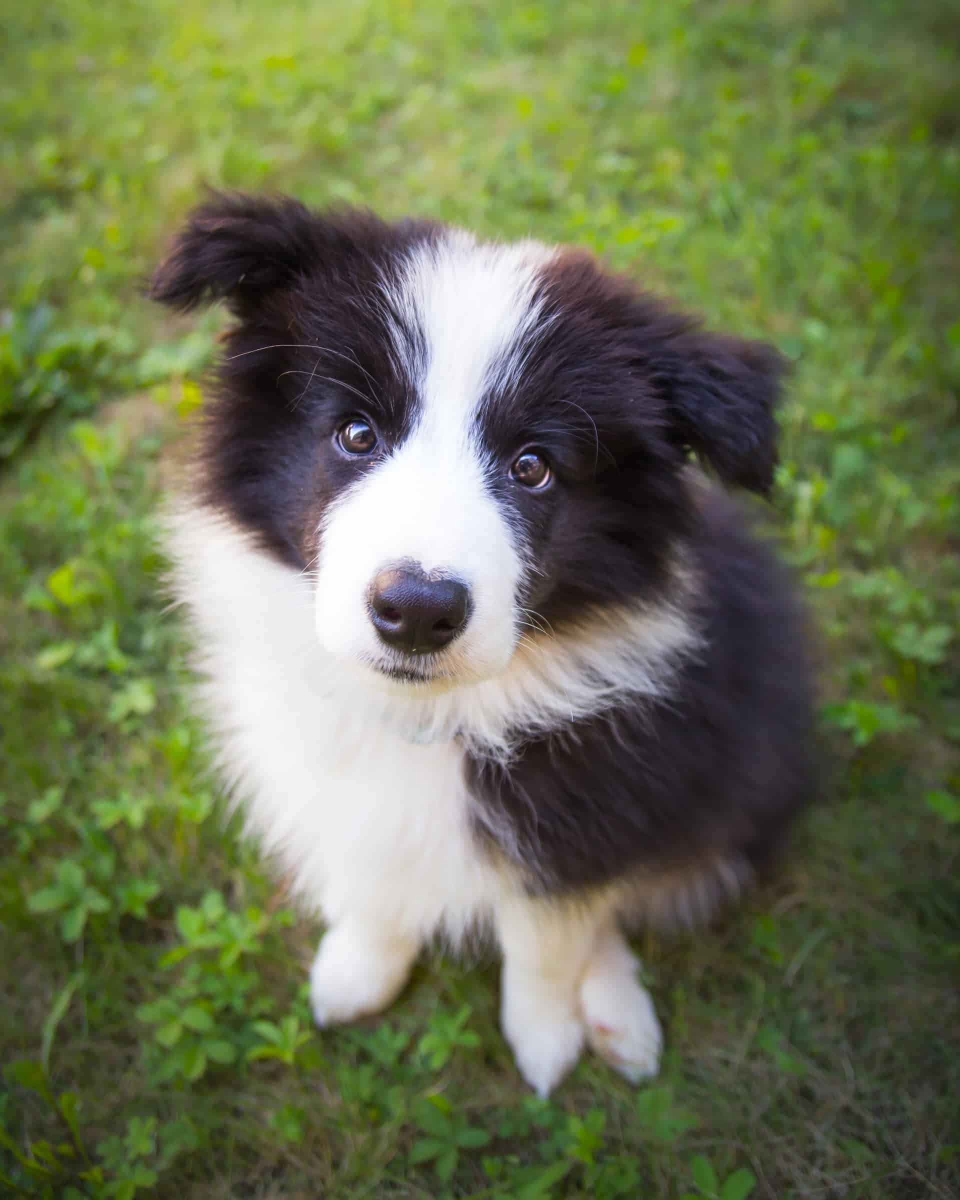 Border Collie Growth & Weight Chart (Complete Guide)
