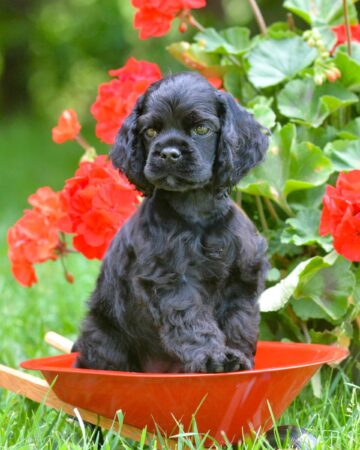 Cocker Spaniel Growth & Weight Chart (Complete Guide)