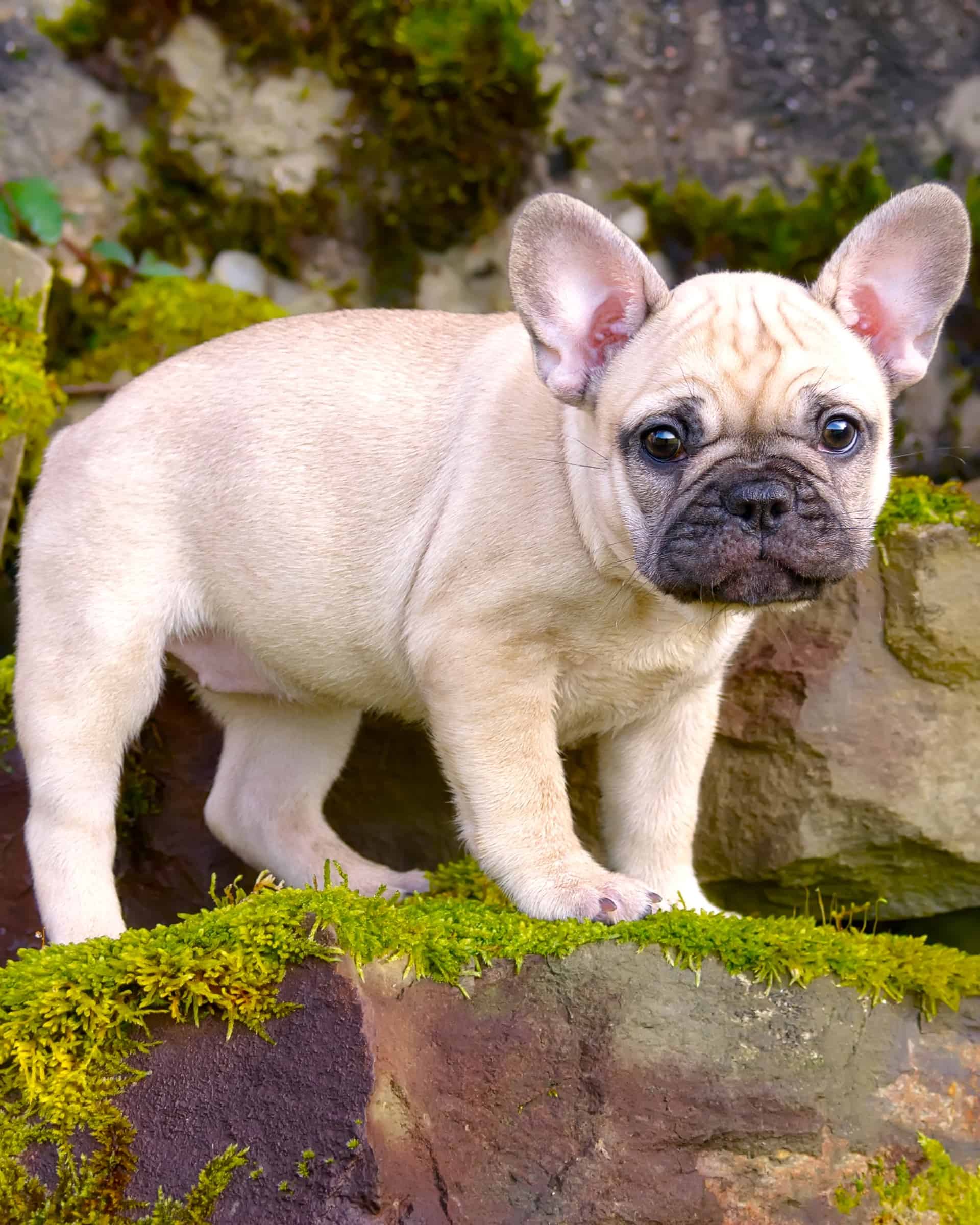 French Bulldog Growth Chart (Size & Weight Chart)
