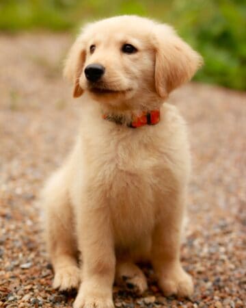 Labrador Retriever Growth Chart (Size & Weight Chart) - Happy Dog Breeds