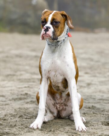 Boxer Dog Growth & Weight Chart (Complete Guide)