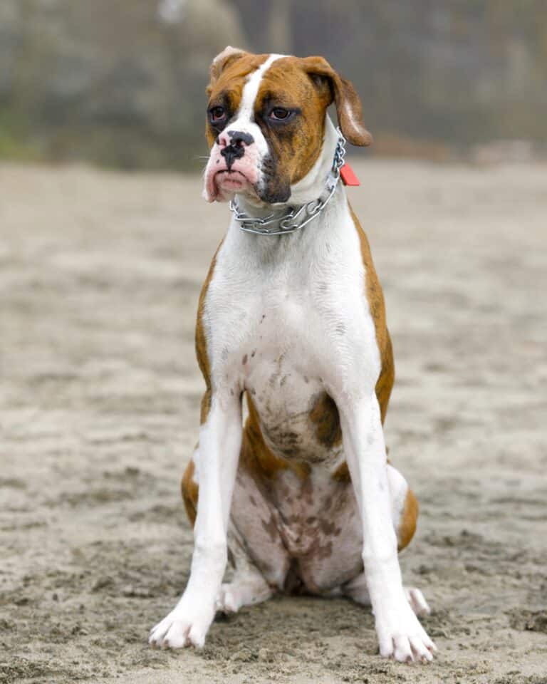 Boxer Dog Growth & Weight Chart (Complete Guide)