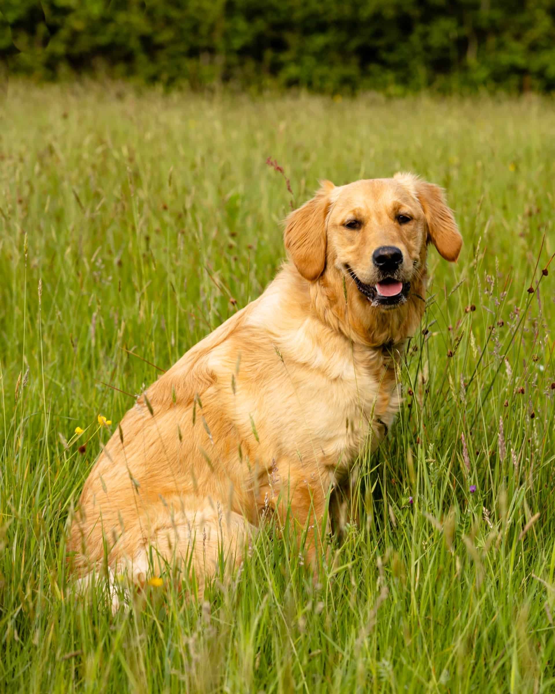 Labrador Retriever Growth Chart (Size & Weight Chart) - Happy Dog Breeds