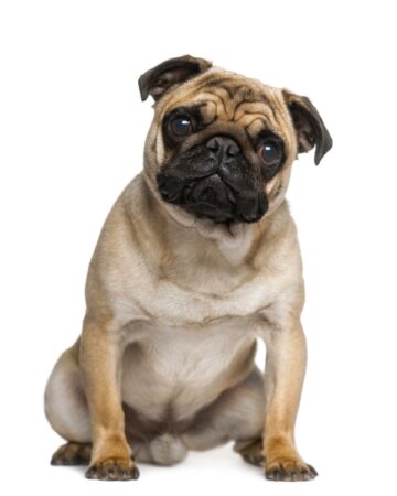 Pug Growth Chart (Size & Weight Chart) - Happy Dog Breeds