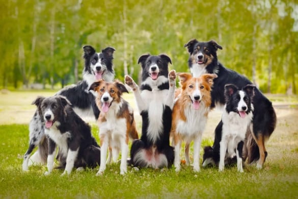 Border Collie Growth & Weight Chart (Complete Guide)