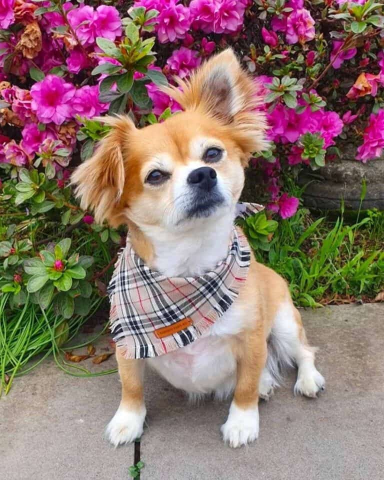 Brown Maltese: Facts, Appearance, Genetics & Pictures