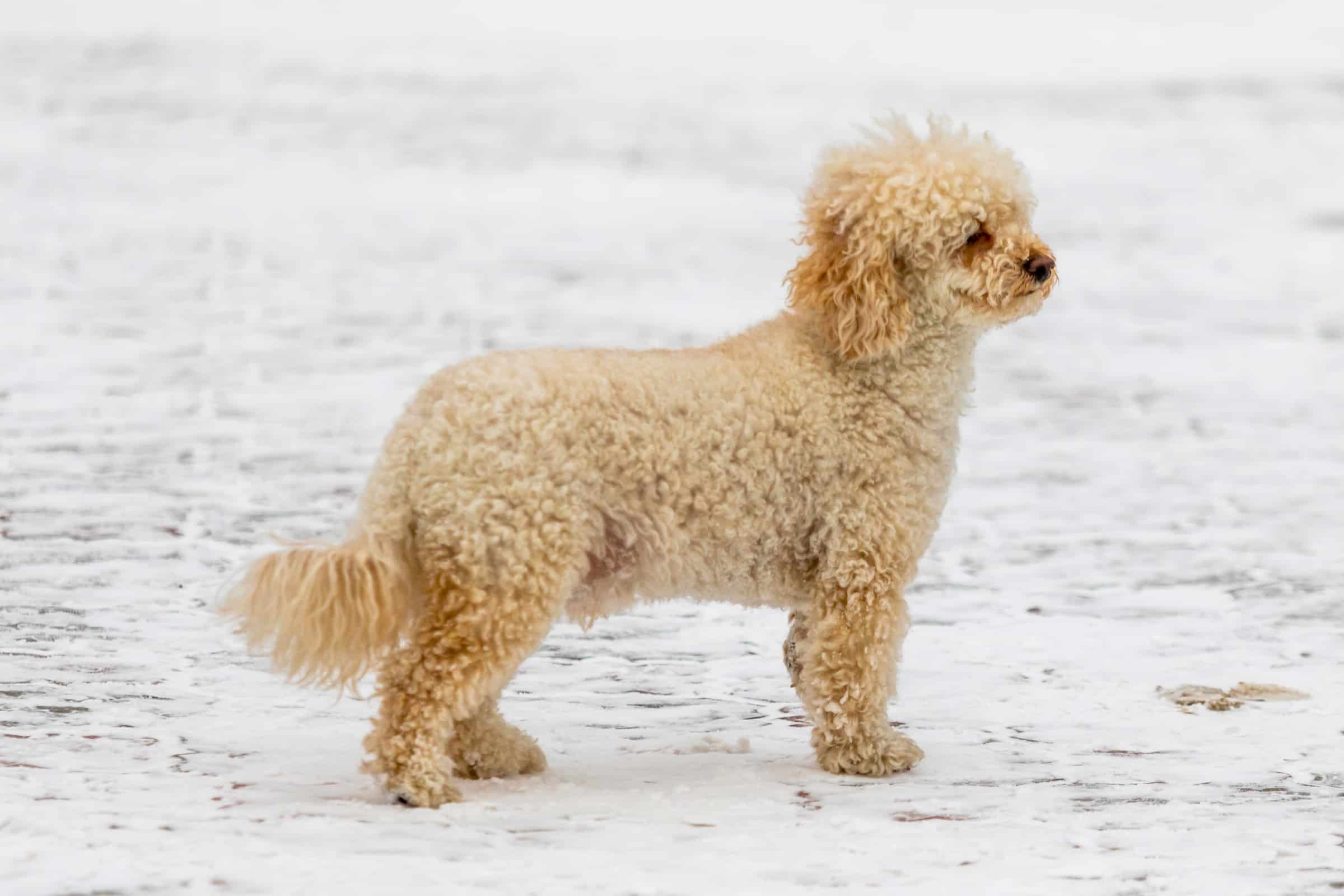 15 Things to Know About the Mini Goldendoodle