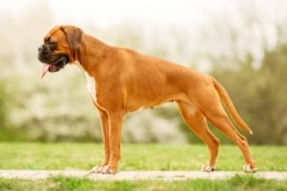 Boxer Dog Growth & Weight Chart (Complete Guide)