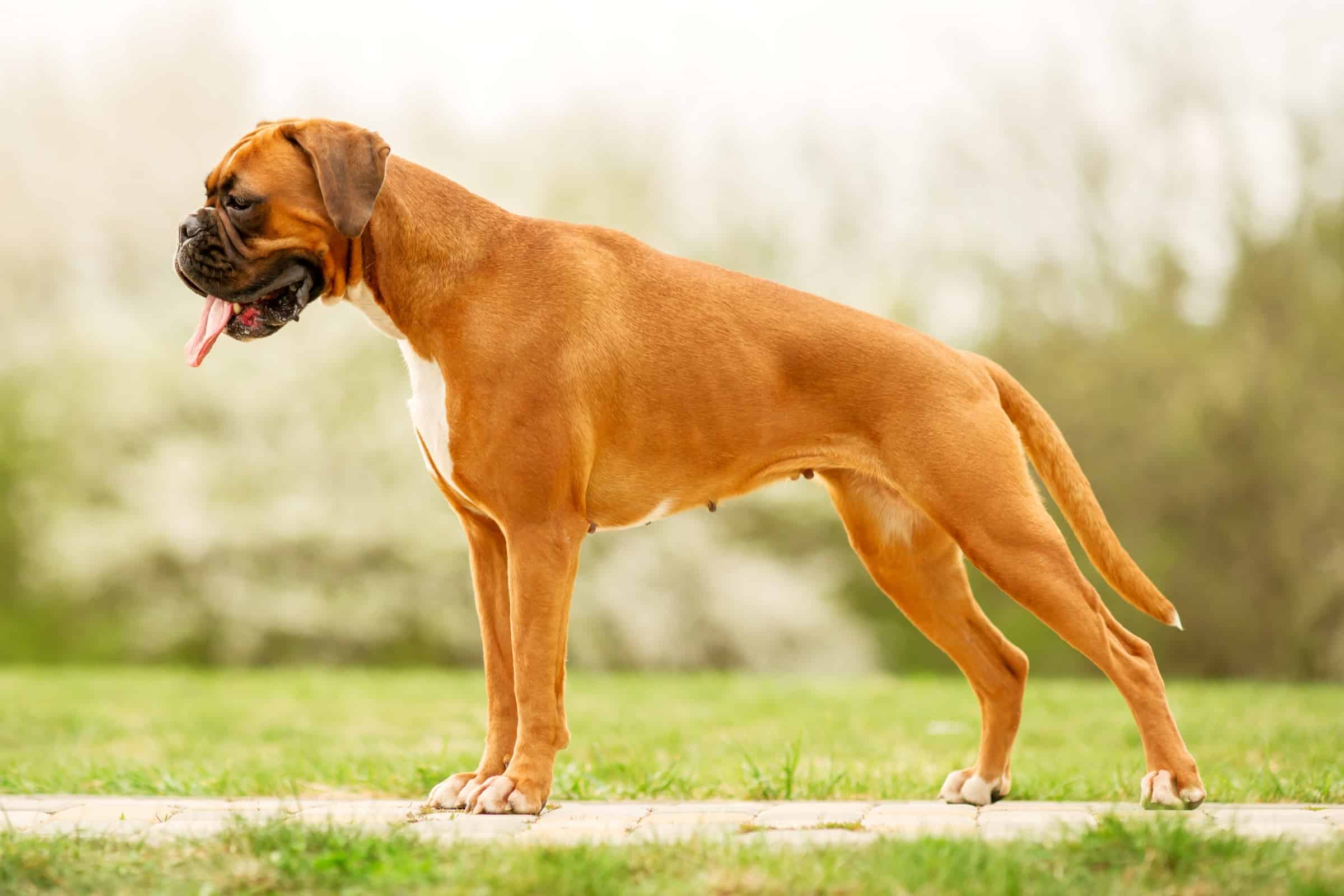 Boxer Dog Growth & Weight Chart (Complete Guide)