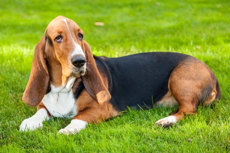 European vs. American Basset Hound: What's the Difference?