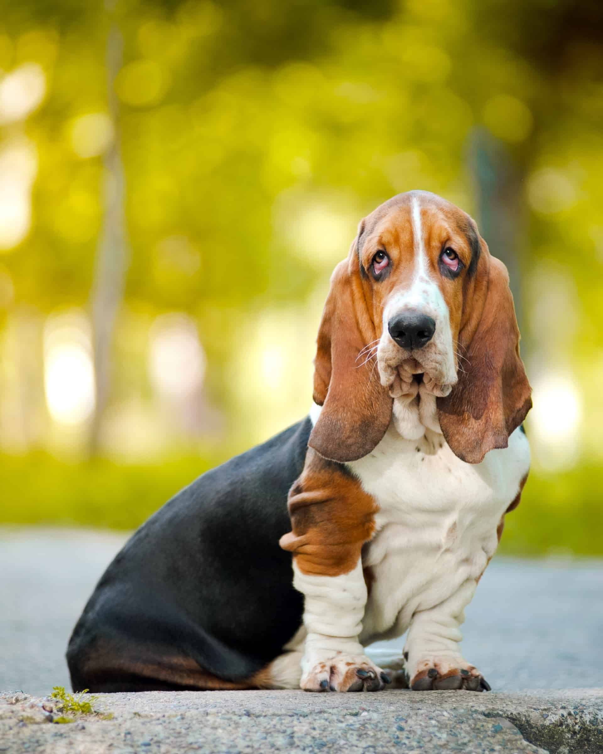 European vs. American Basset Hound: What's the Difference?