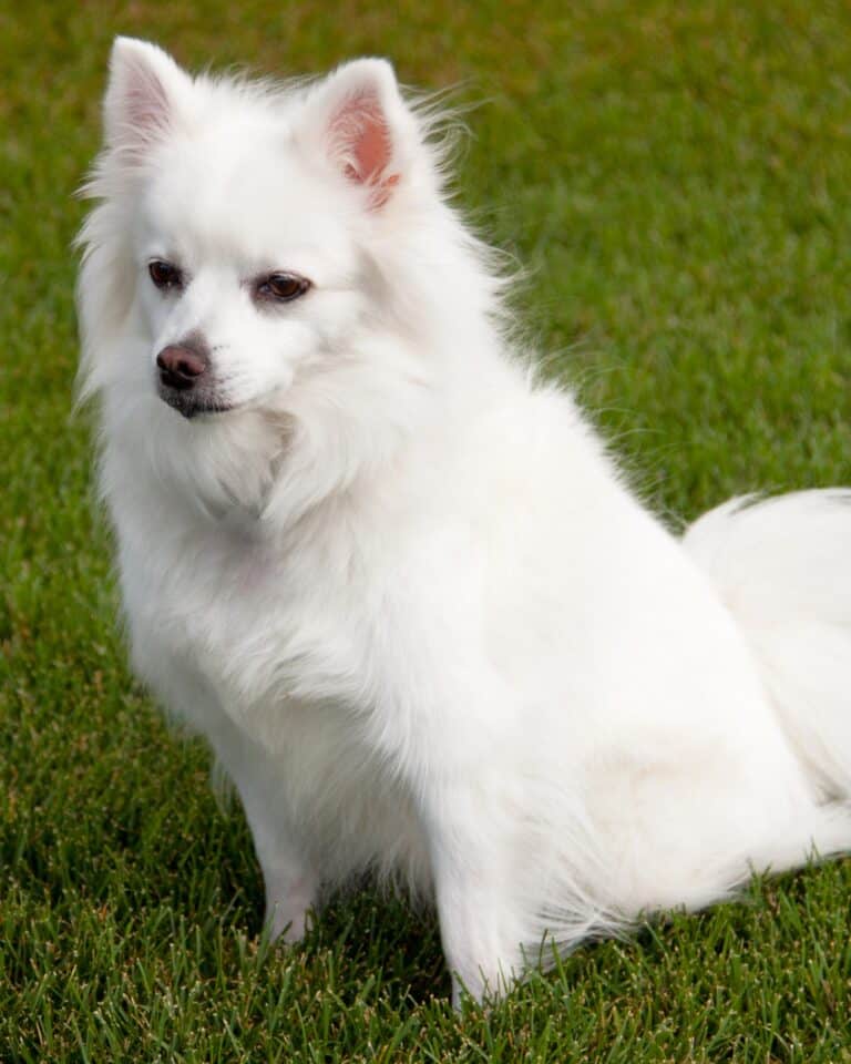 Miniature Samoyed: Do Mini Samoyeds Exist? (With Pictures)