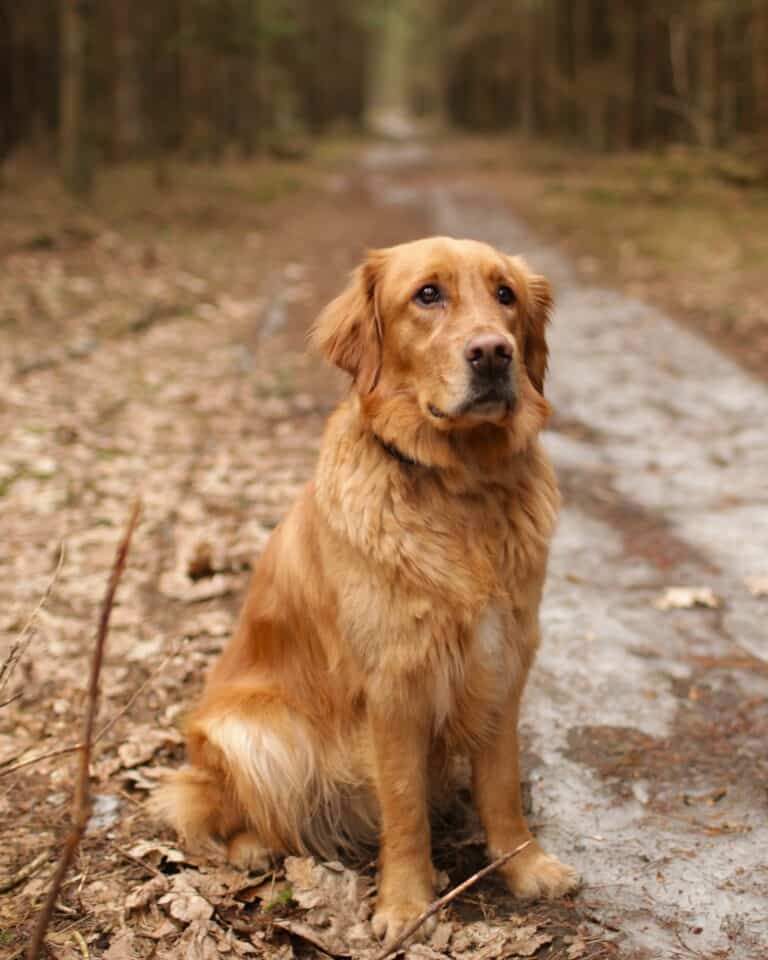 9 Different Types of Golden Retrievers (With Pictures)