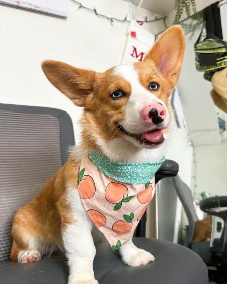 Auggie Dog | Mixed Breed Info, Pictures, Personality & Facts