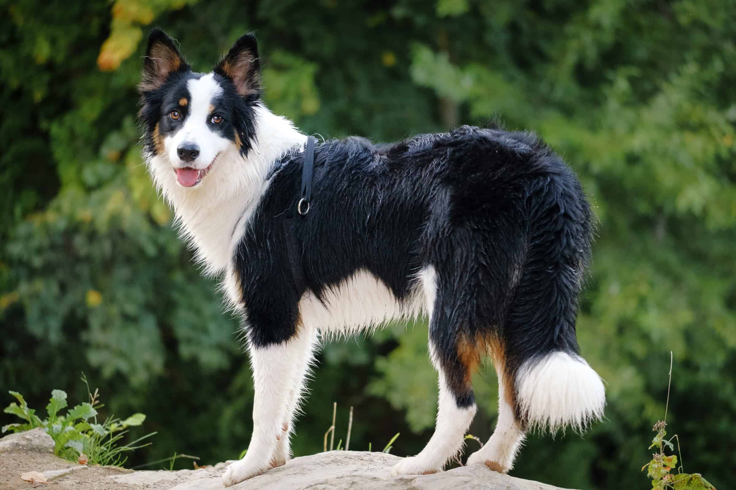 Australian Shepherd Border Collie Mix: Info, Pictures & Facts