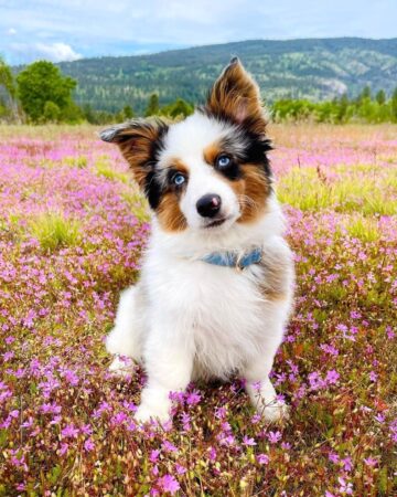Auggie Dog | Mixed Breed Info, Pictures, Personality & Facts