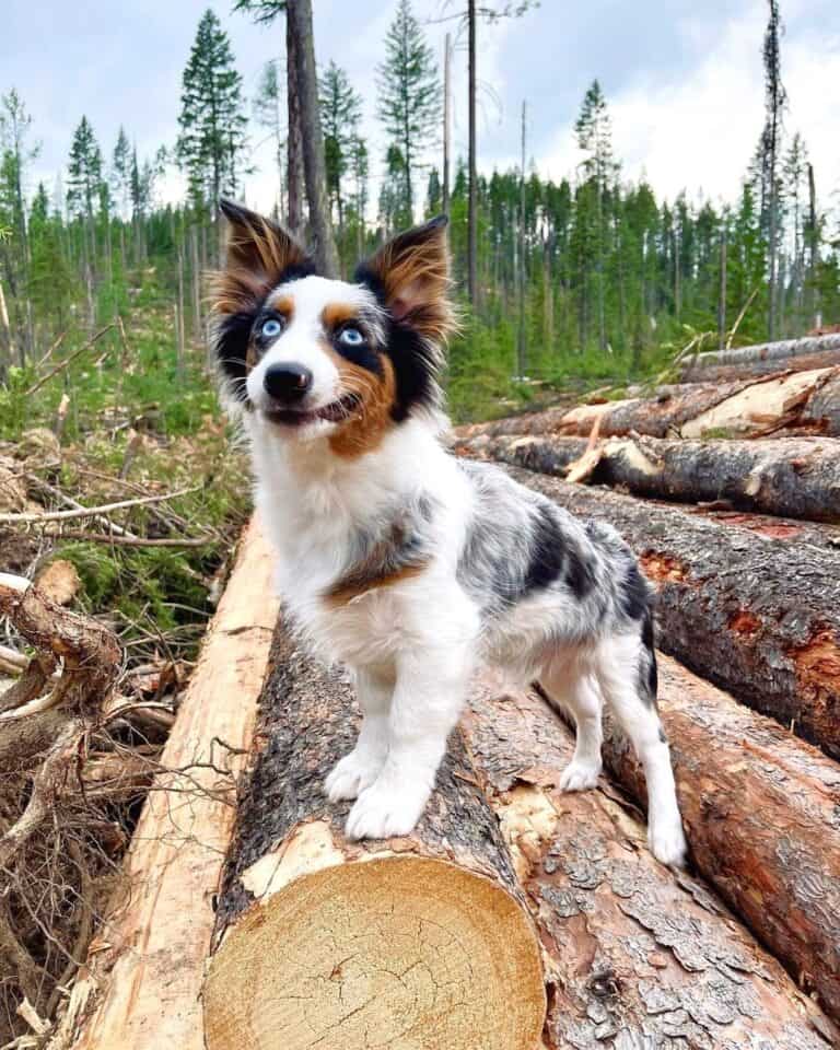 Auggie Dog | Mixed Breed Info, Pictures, Personality & Facts