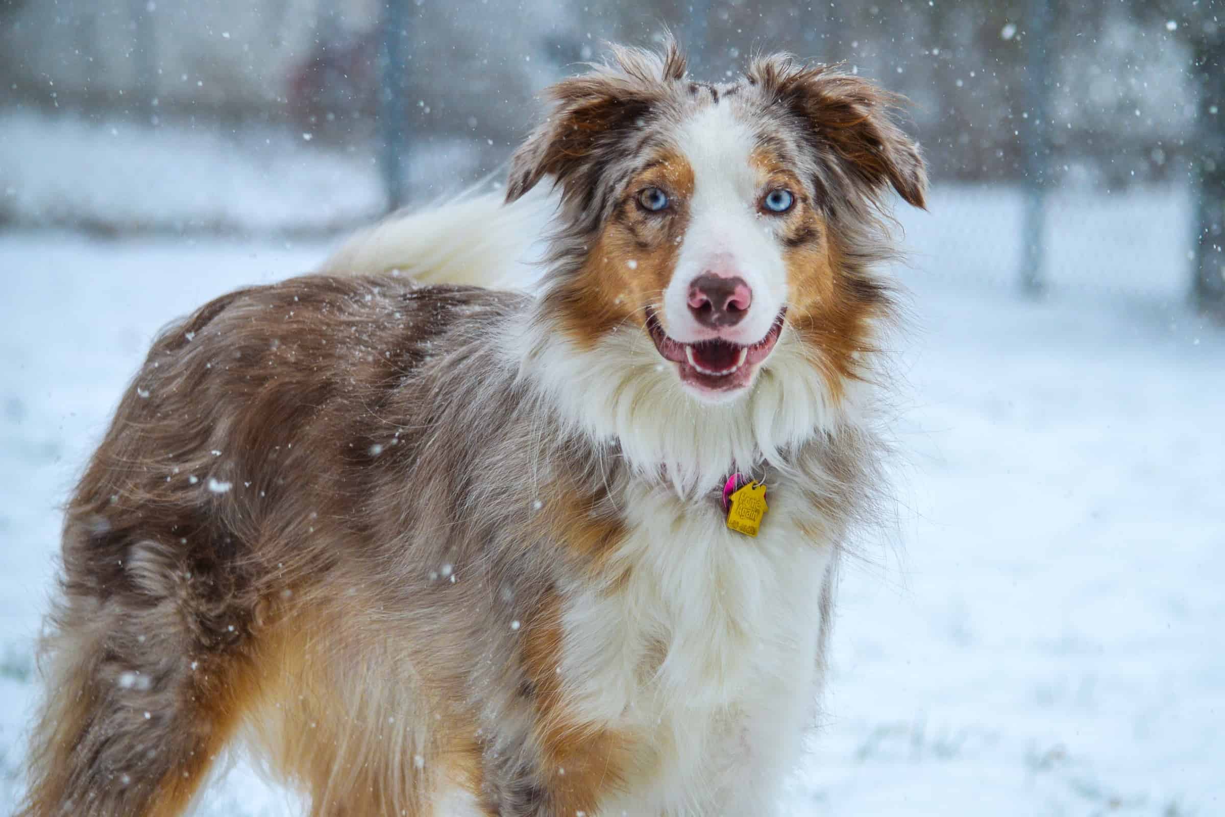 Australian Shepherd Border Collie Mix: Info, Pictures & Facts