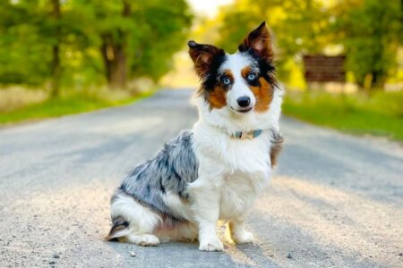 Auggie Dog | Mixed Breed Info, Pictures, Personality & Facts