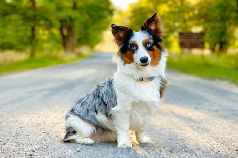 Auggie Dog | Mixed Breed Info, Pictures, Personality & Facts
