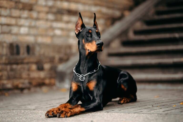 Black Doberman: Breed Info, Pictures, Genetics & Facts