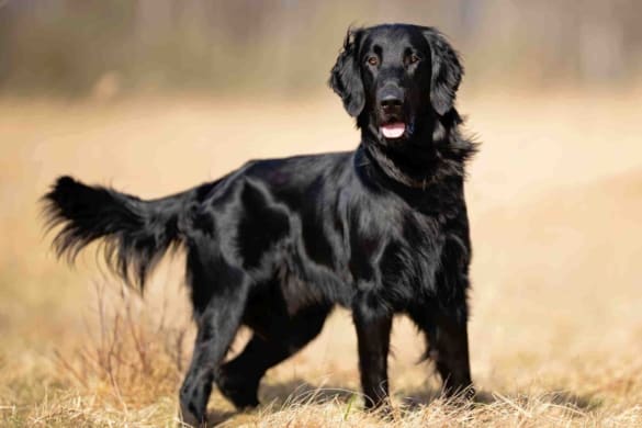 Black Golden Retriever: Facts, Genetics, Appearance & More