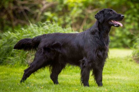 Black Golden Retriever: Facts, Genetics, Appearance & More