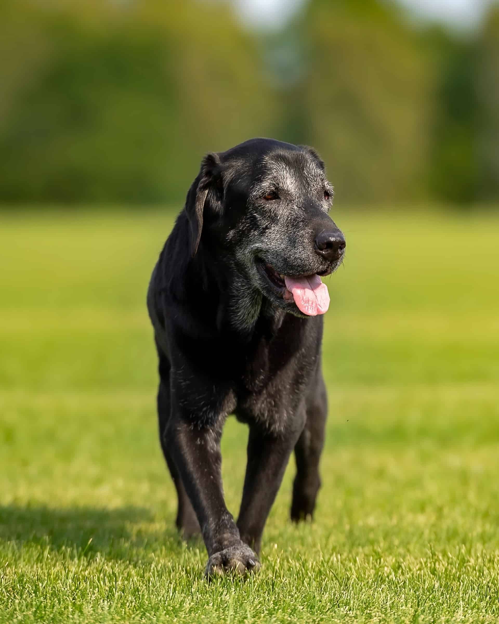 Black Golden Retriever: Facts, Genetics, Appearance & More