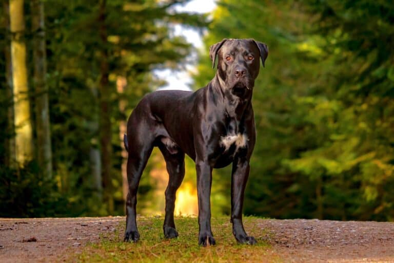 Perro de Presa Canario | Breed Information, Pictures & Facts