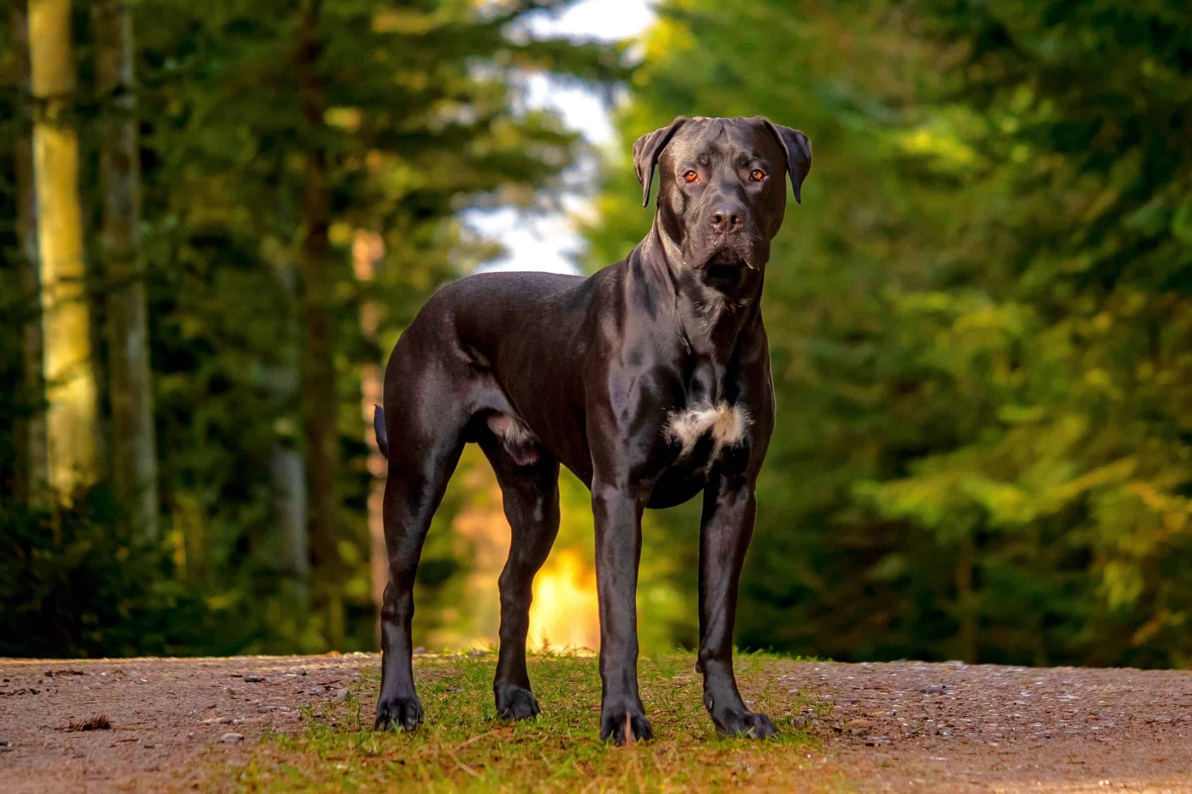 Perro de Presa Canario | Breed Information, Pictures & Facts