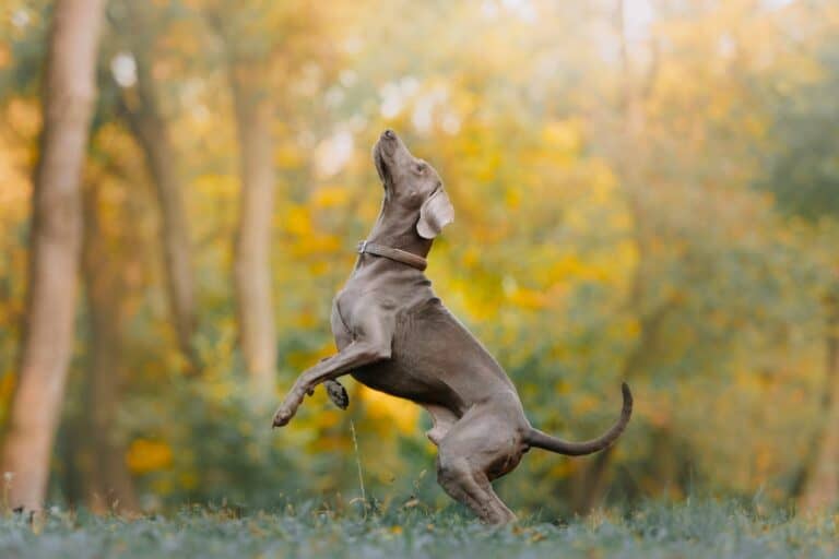 Blue Weimaraner: Facts, Genetics, Health, Traits & Pictures