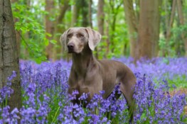 Blue Weimaraner: Facts, Genetics, Health, Traits & Pictures