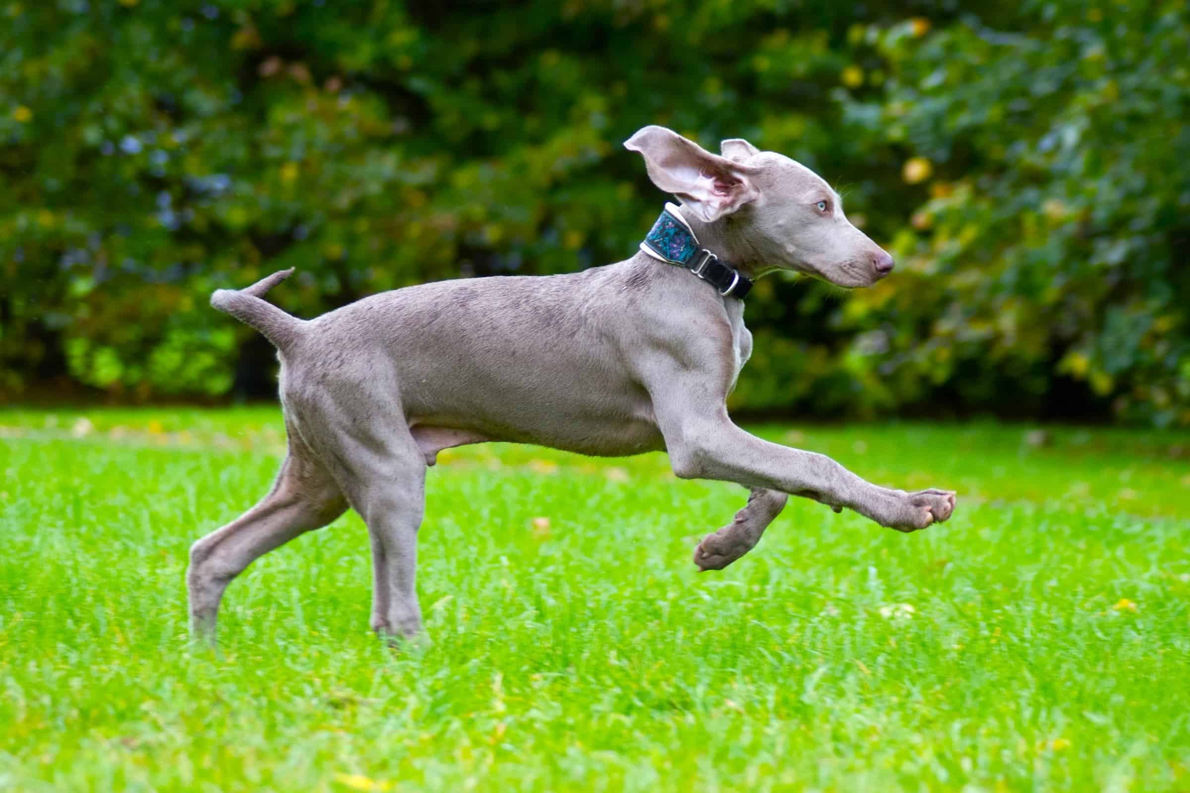 Blue Weimaraner: Facts, Genetics, Health, Traits & Pictures
