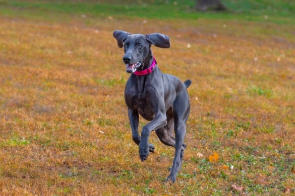 Blue Weimaraner: Facts, Genetics, Health, Traits & Pictures