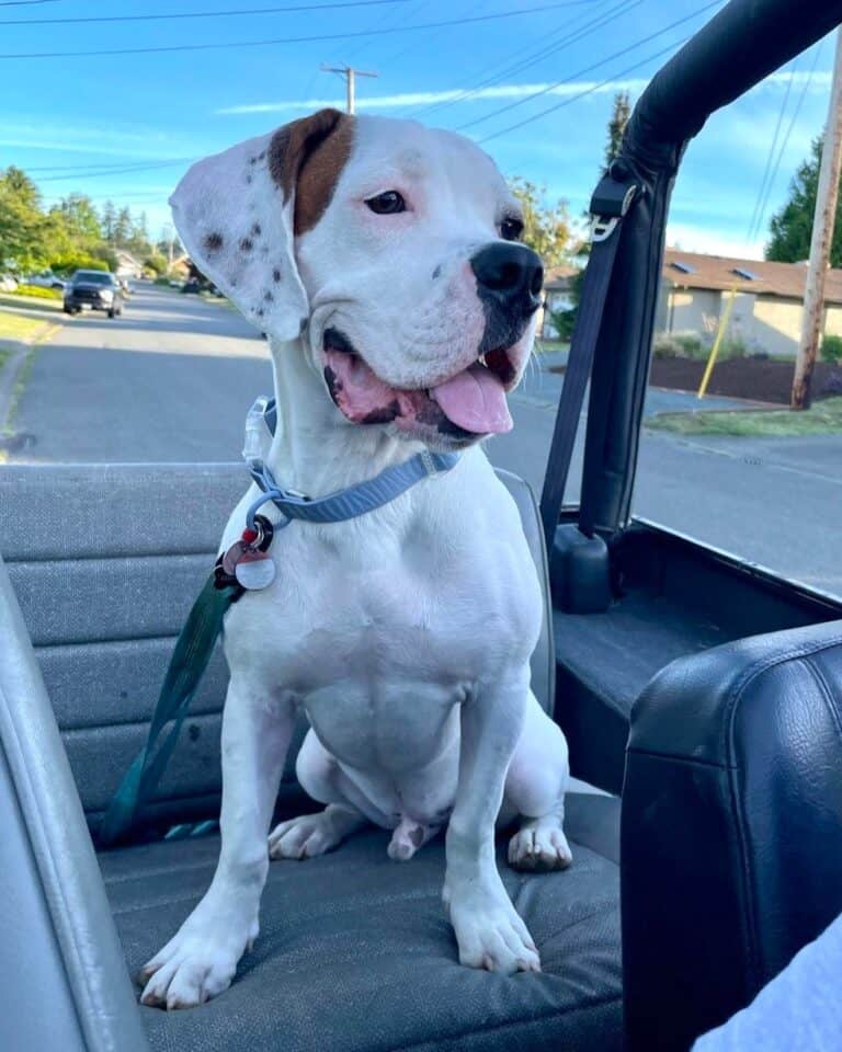 Boxer Hound Mix: Breed Info, Pictures, Traits & Facts