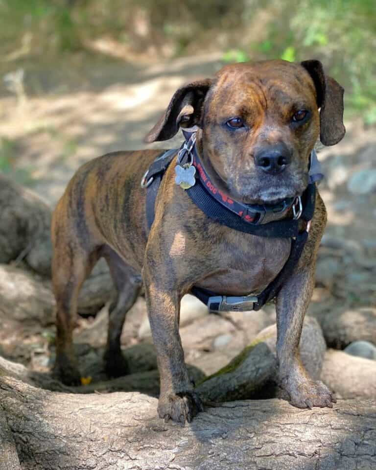 Boxer Hound Mix: Breed Info, Pictures, Traits & Facts