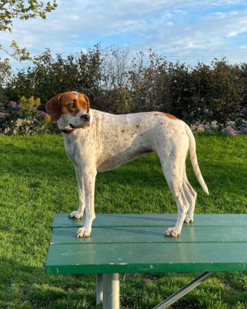 Boxer Hound Mix: Breed Info, Pictures, Traits & Facts