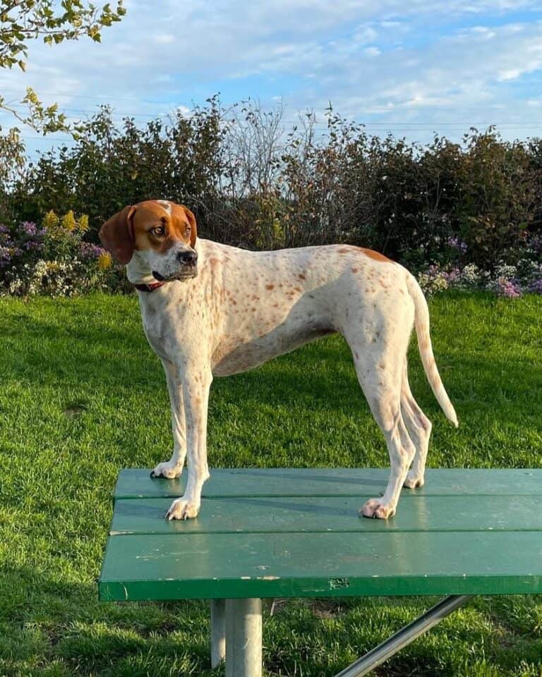 Boxer Hound Mix: Breed Info, Pictures, Traits & Facts