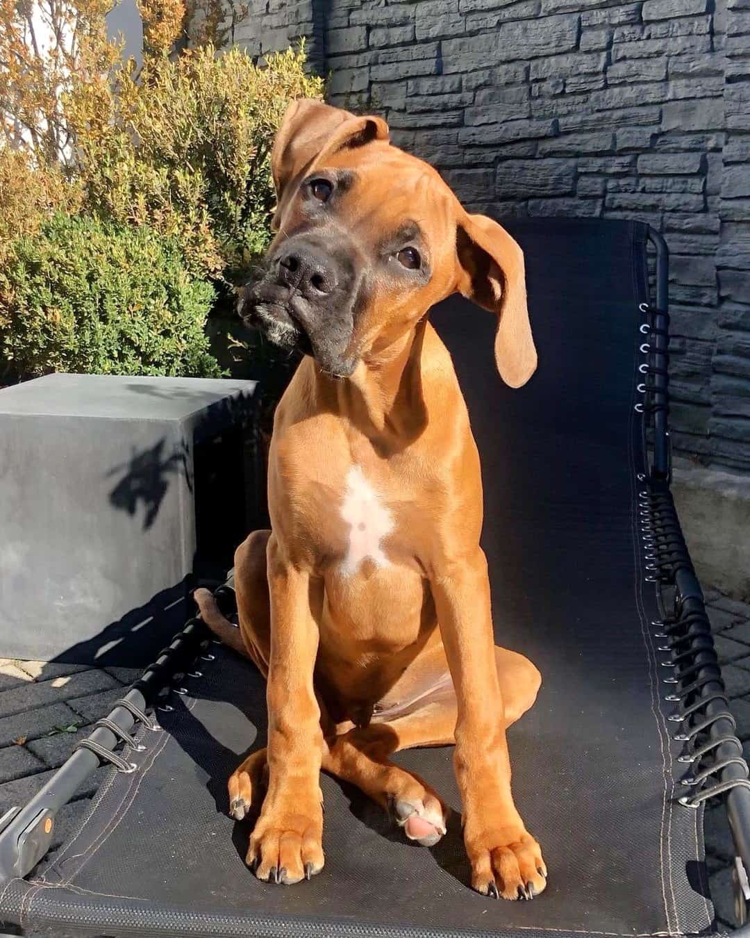 Boxer Hound Mix: Breed Info, Pictures, Traits & Facts