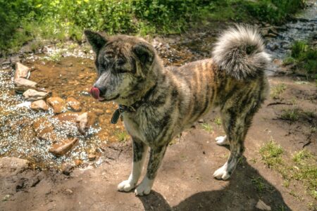 Brindle Akita: Facts, Appearance, Genetics & Pictures