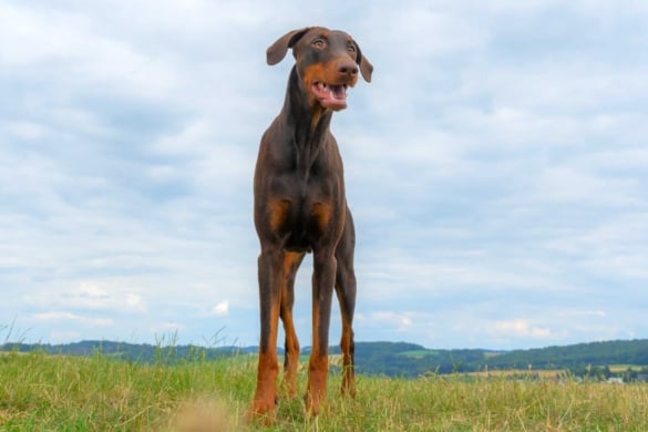 Brown Doberman: Breed Info, Pictures, Genetics & Facts