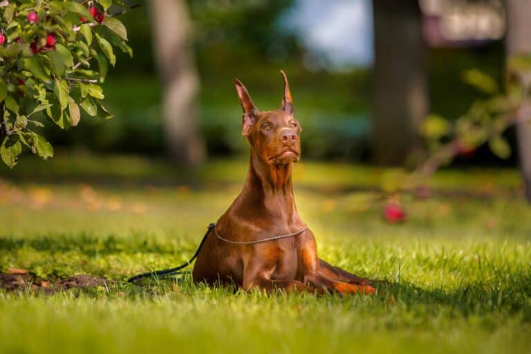 Brown Doberman: Breed Info, Pictures, Genetics & Facts